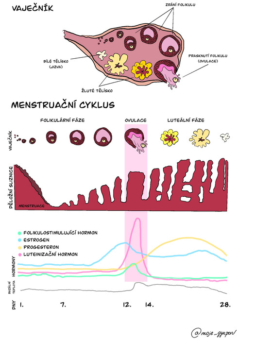Pochop svůj cyklus :: menstruacnicyklus